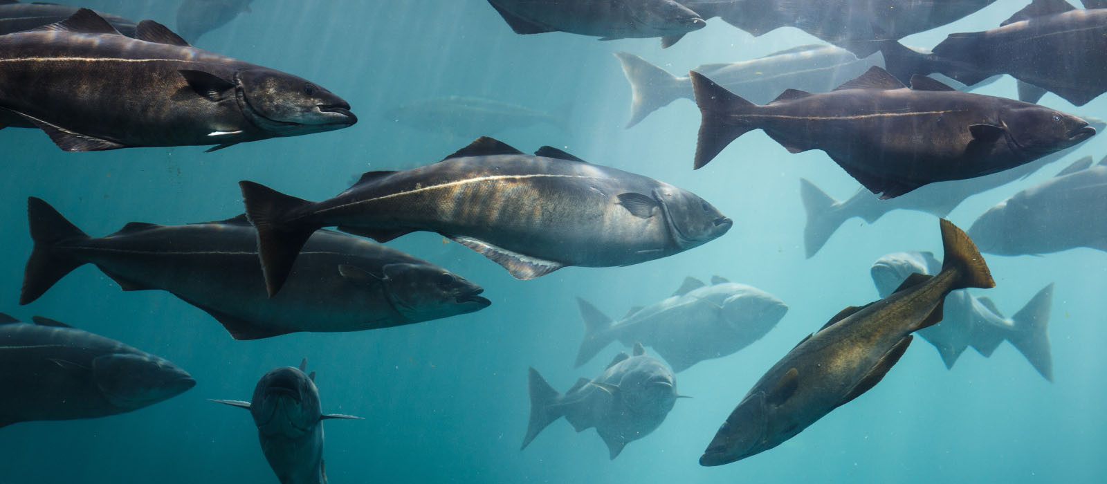Monitoring sea lice levels and general fish health with solutions from ...